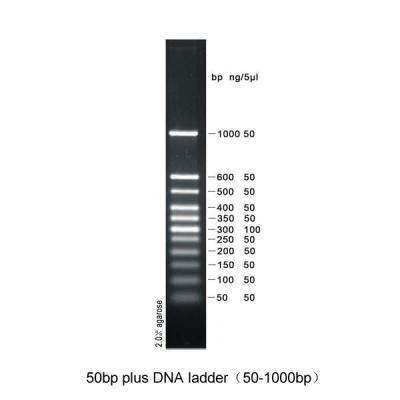 DNA Marker_核酸试剂_飞净(PHYGENE)科研试剂